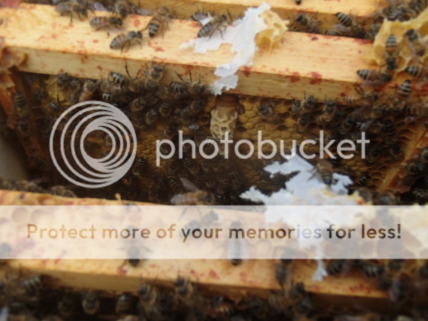 Selling Queen Cells - Questions | Beesource Beekeeping Forums